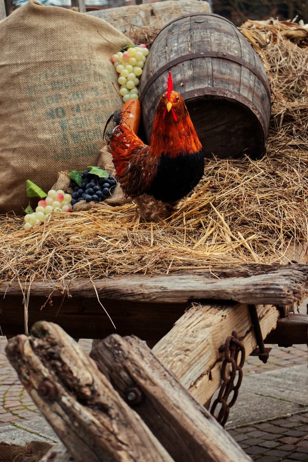 A hen in a nativity scene stock image. Image of coop - 342351787