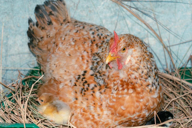 Hen in the Nest with Her Chicks Stock Photo - Image of organic, rooster ...