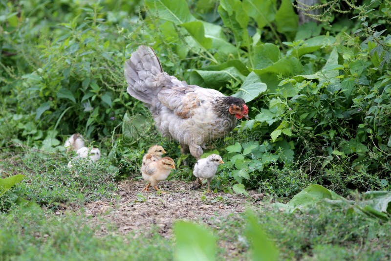 Hen and Newly Hatched Chickens Stock Image - Image of group, family ...
