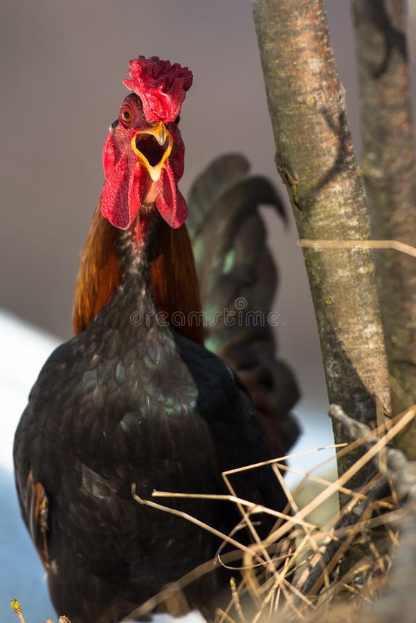Hen with open beak stock image. Image of domestic, beak - 103197659