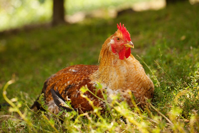 Hen stock image. Image of crest, feathers, born, birth - 39663299