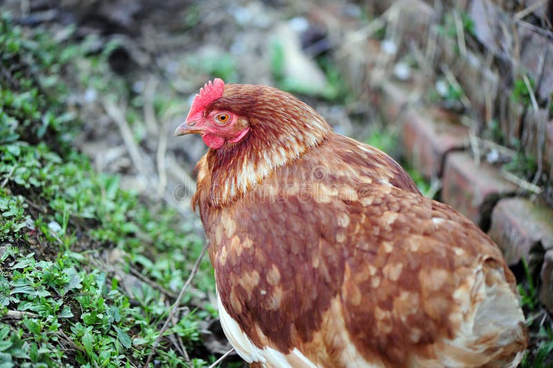 Hen stock photo. Image of nature, meat, fowl, environment - 33589978
