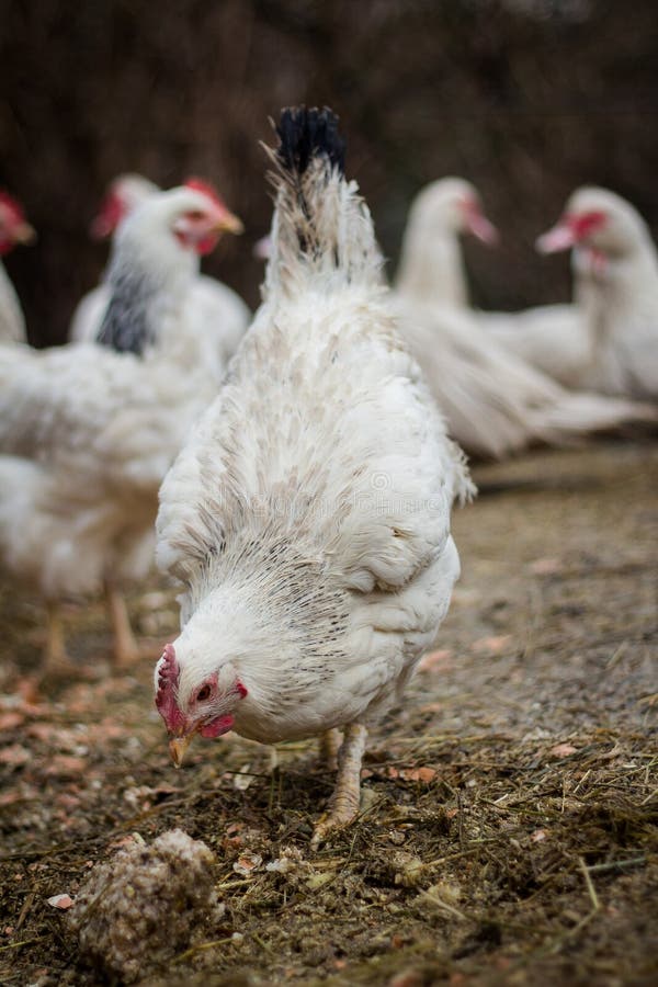 Hen Pecking Stock Photos - Download 957 Royalty Free Photos