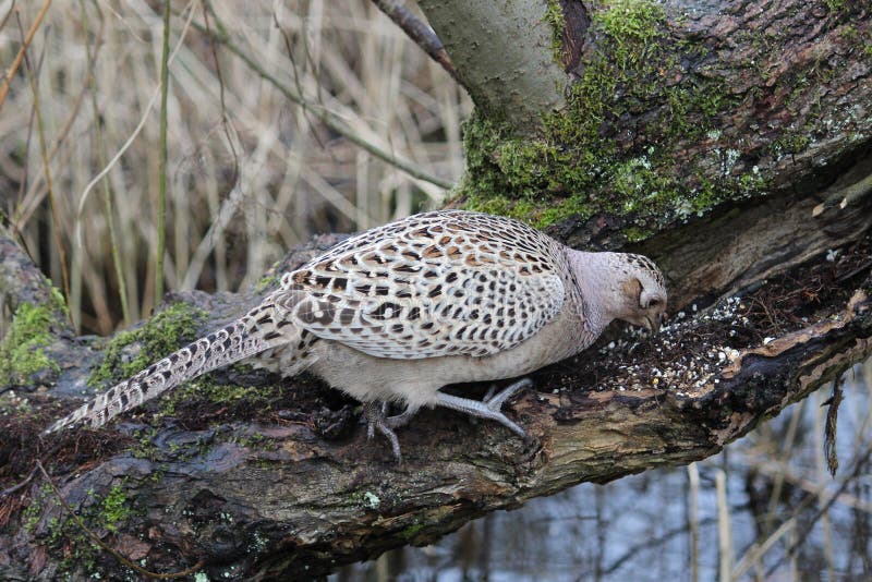 Hen Pheasant Phasianus Colchicus Feeding on Grain Stock Image - Image ...