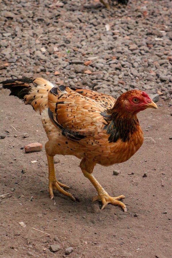 Hen Chickens stock image. Image of farm, black, nature - 267185987