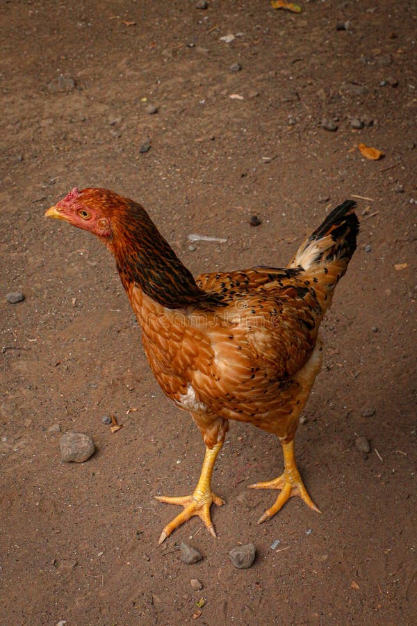 The Yellow Hen stock photo. Image of chick, yellow, chickens - 267186440