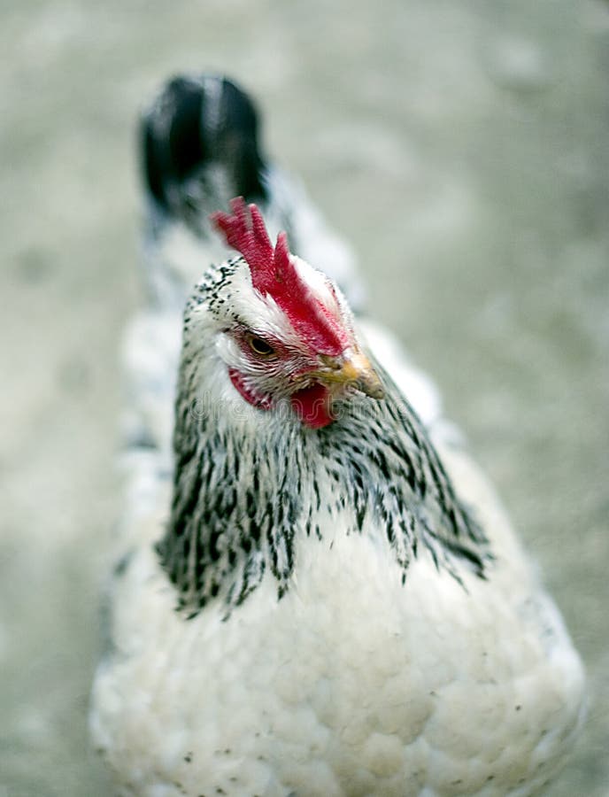 Chicken stock image. Image of rooster, bright, magnificent - 2466255