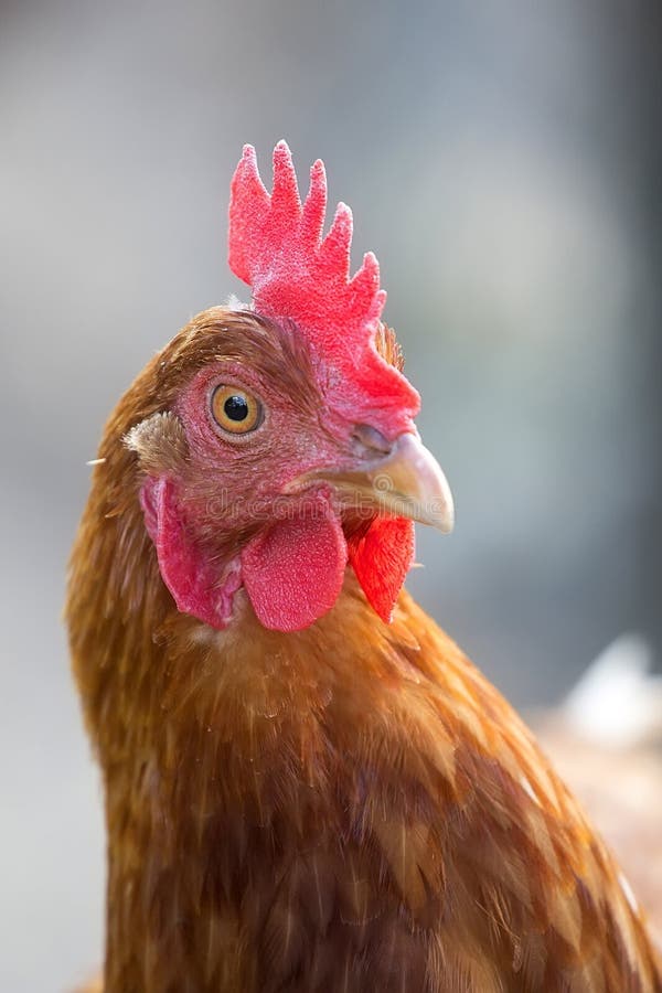 Hen, a portrait stock photo. Image of comb, farmyard - 119551528