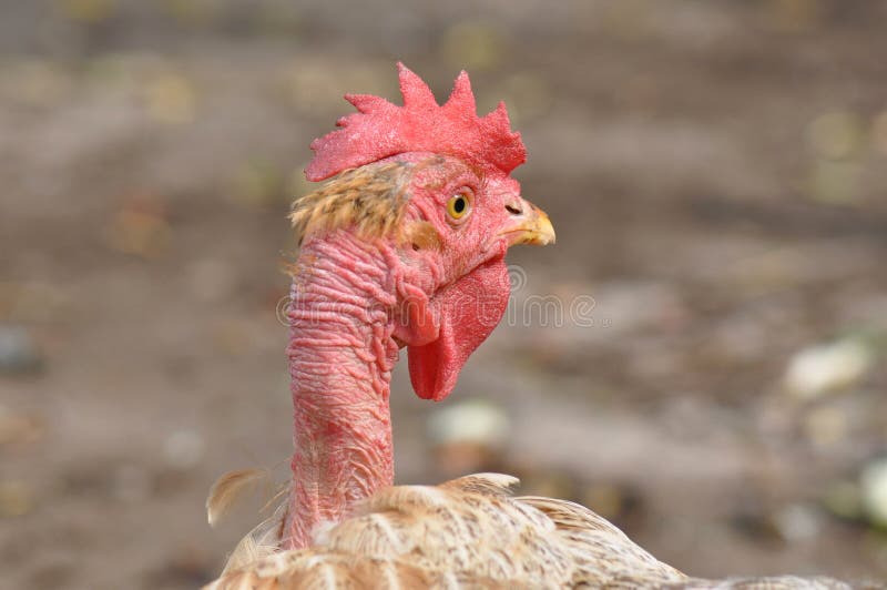 Chicken Running Away Stock Photos - Free & Royalty-Free Stock Photos ...