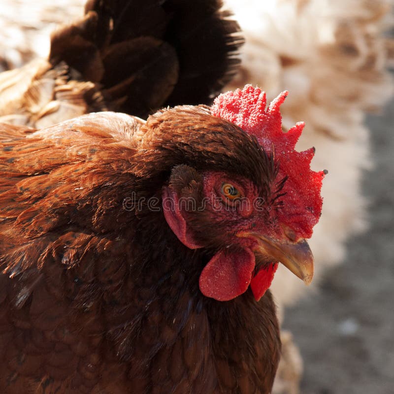 6,014 Old Hen Photos - Free & Royalty-Free Stock Photos from Dreamstime