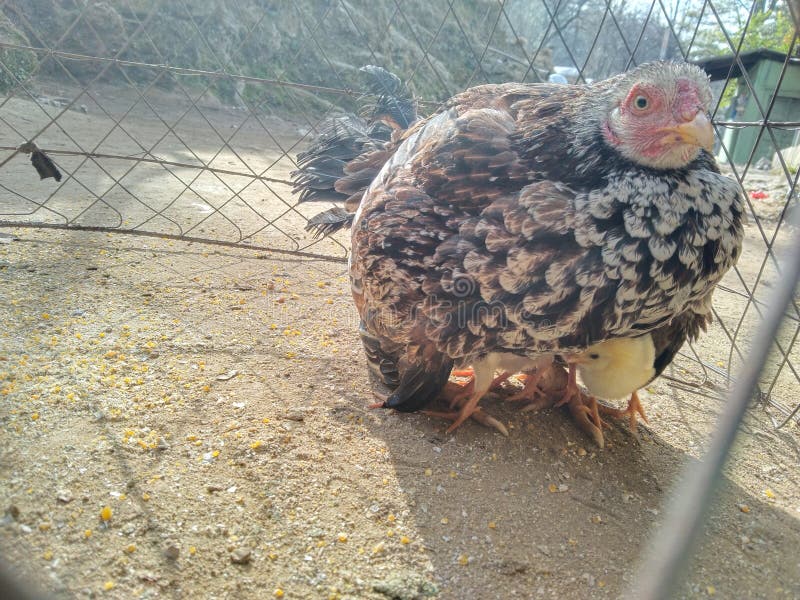 The Hen is Protecting the Chicks. Stock Photo - Image of offspring ...