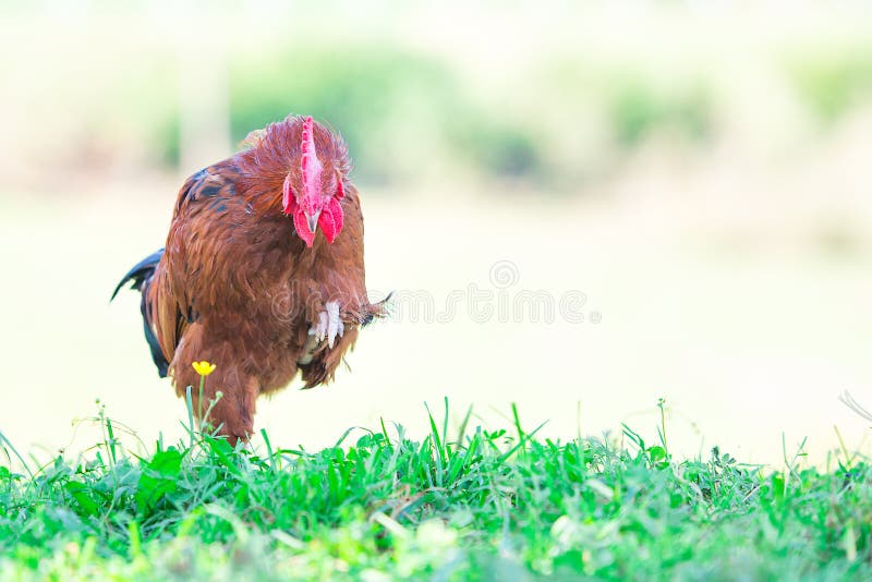 Hen Raised Paw Stock Photos - Free & Royalty-Free Stock Photos from ...