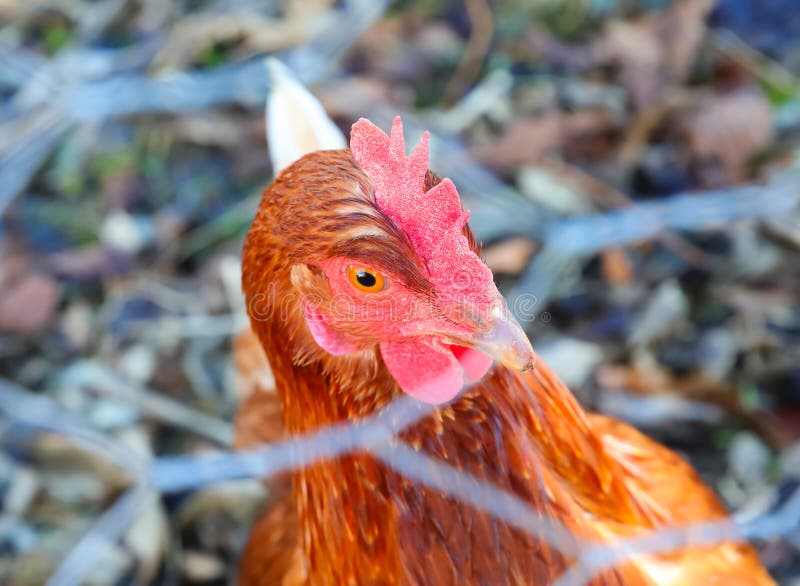 Hen with Red Crest in the Chicken Coop Closed by a Wire Mesh in the ...