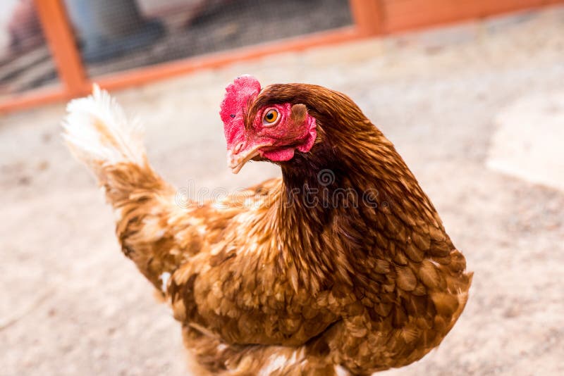 Hen with Red Crest in Chicken Coop Stock Photo - Image of coop, beak ...
