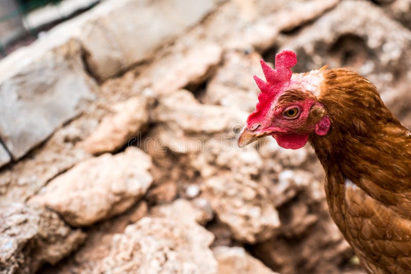 Hen with Red Crest in Chicken Coop Stock Photo - Image of feathered ...