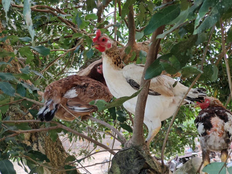 Hen rest on the tree stock photo. Image of rest, jungle - 252066118