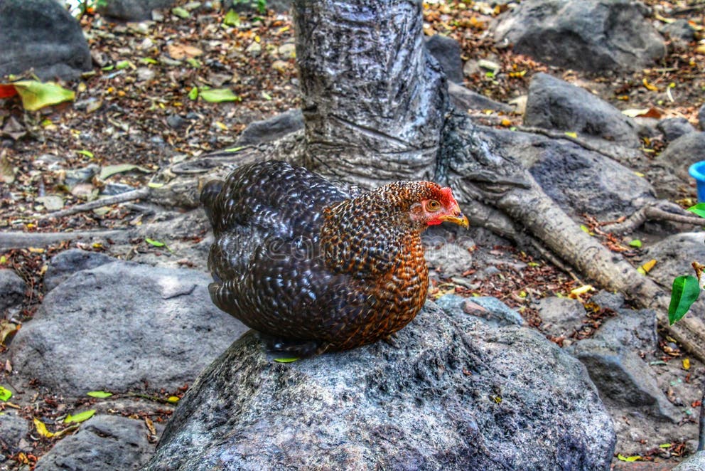 A hen rests on a stone stock image. Image of chick, pollo - 210801601