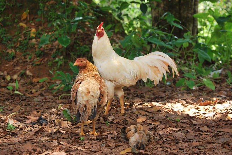 Hen & Rooster stock photo. Image of care, couple, rooster - 7020386