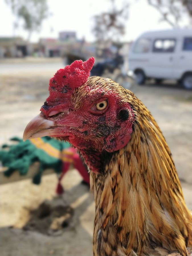 Hen Rooster Bird stock image. Image of birds, nature - 171340635