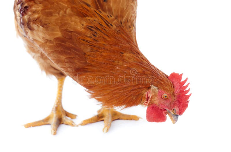 Hen or Rooster Chicken Looking Down Stock Image - Image of look ...
