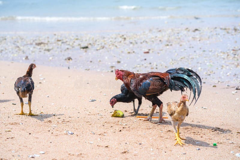 Hen and Rooster and Chicks Walking on the Beach Stock Photo - Image of ...