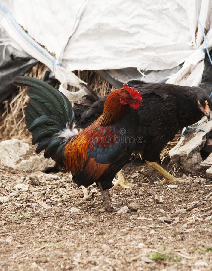 Hen and rooster stock photo. Image of pecking, chicken - 56076538