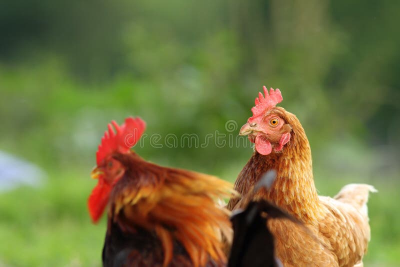 685 Hen Rooster Couple Photos - Free & Royalty-Free Stock Photos from ...