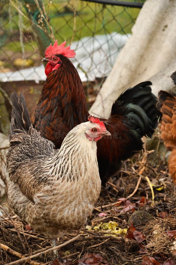 Rooster stock photo. Image of black, shiny, colourful - 53161256