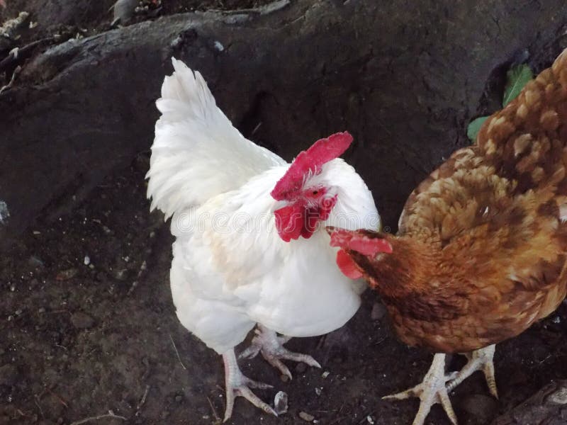 Hen and Rooster, Northuberland, England. UK Stock Image - Image of ...