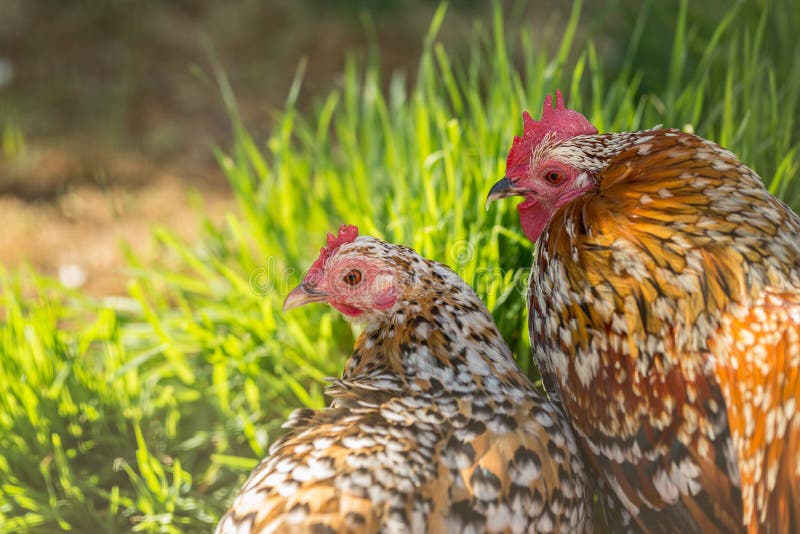 Hen and rooster stock image. Image of side, garden, backyard - 47194589