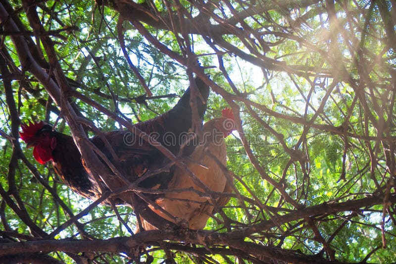 Hen and a Rooster Sitting on Tree Branches on a Sunny Day in a Village ...