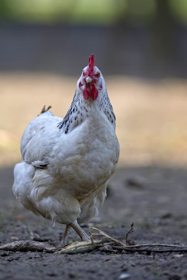 Hen in the run stock image. Image of cockerel, dandelion - 100699607