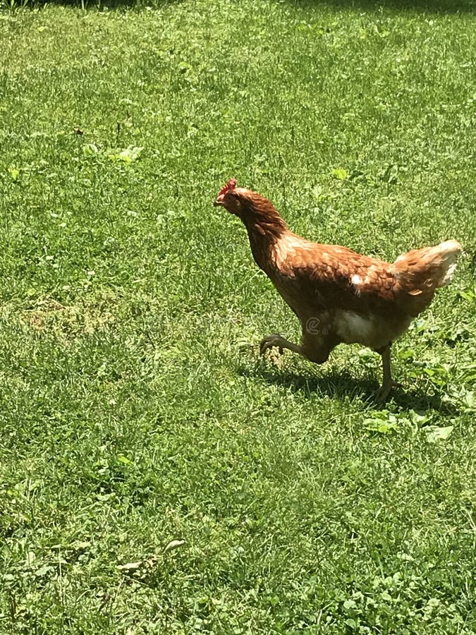 Hen Running stock image. Image of brown, chicken, running - 153055365
