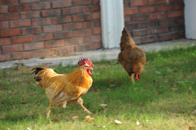 Hen stock photo. Image of poultry, scattered, chicken - 58850882