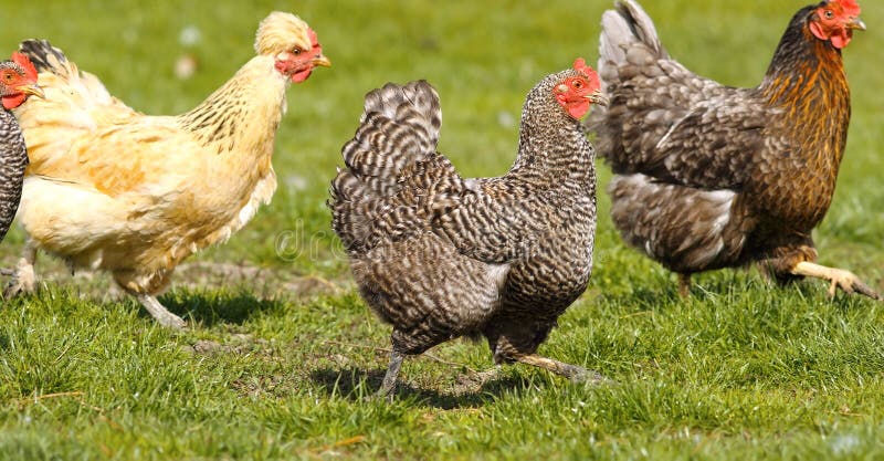 Hen running at the farm stock photo. Image of agriculture - 32099962