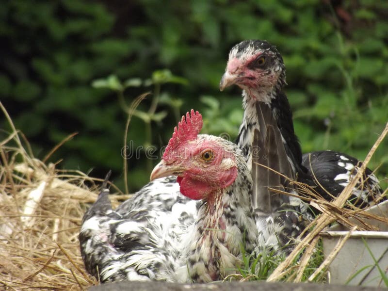 The Hen s Brooding stock photo. Image of peafowl, brooding - 261005828