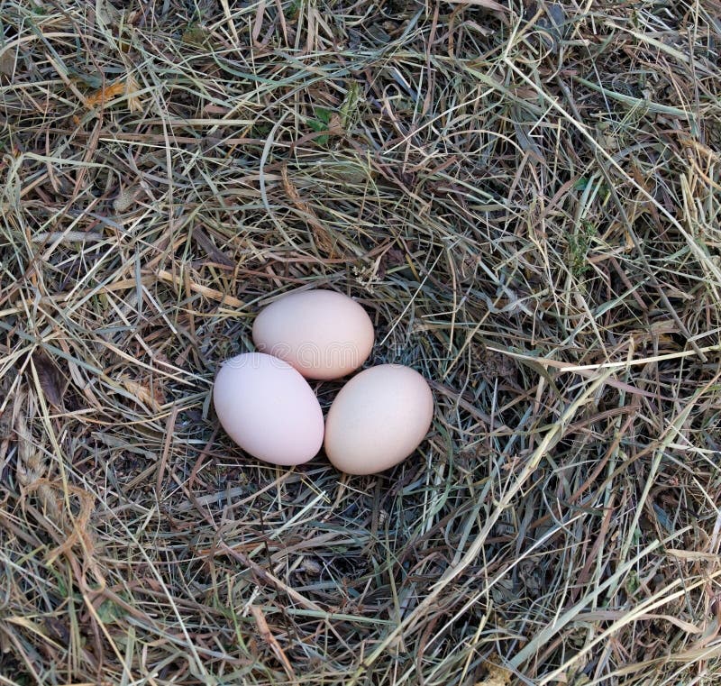 Hen`s eggs in the hay nest stock image. Image of house - 184959819