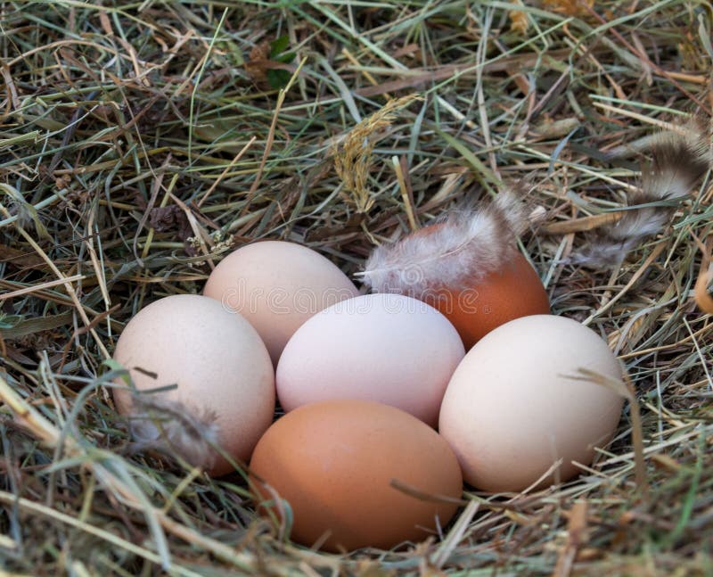 Hen`s eggs in the hay nest stock photo. Image of feather - 185056428