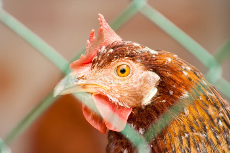 Hen stock image. Image of fowl, bird, head, macro, metal - 116947899