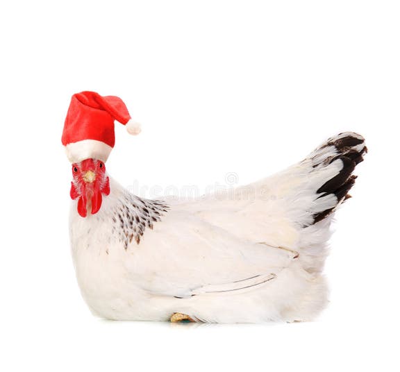 Hen in a Santas hat. stock image. Image of looking, farm - 17089991