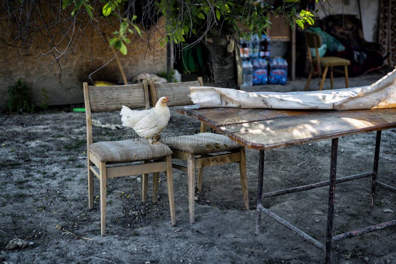 Hen Sits on the Chair Next To the Table Stock Image - Image of ...