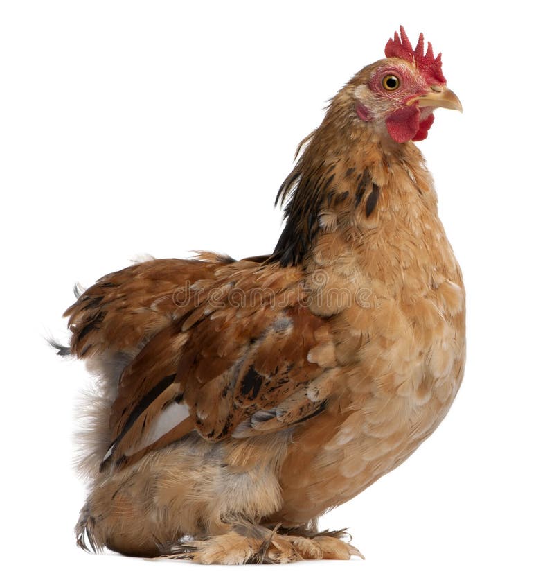 Rooster, Hen and Chicken, Isolated Stock Image - Image of dirty, cute ...
