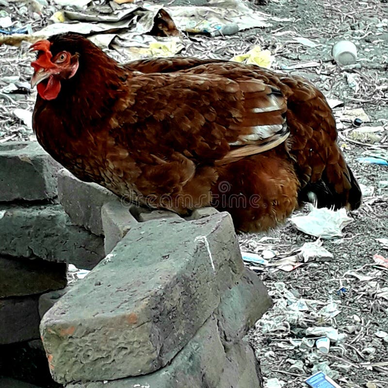 Sitting hen stock photo. Image of poultry, agriculture - 13258300