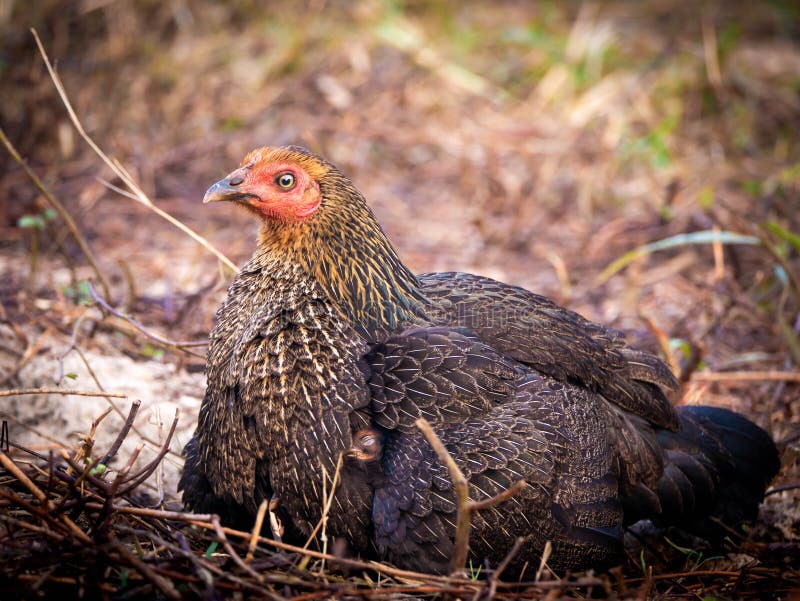 Hen is Sitting Hatching the Chick , Which is Hidden Stock Image - Image ...