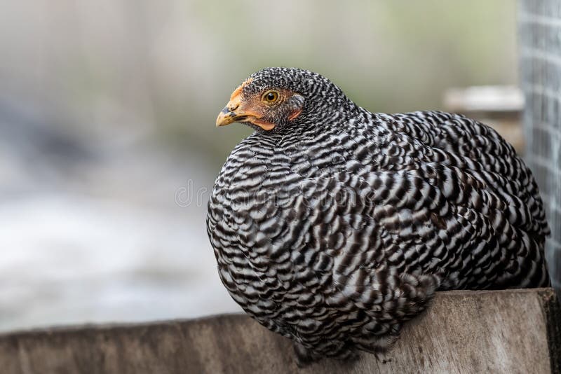 The Hen is Sitting and Resting on an Old Board Stock Image - Image of ...