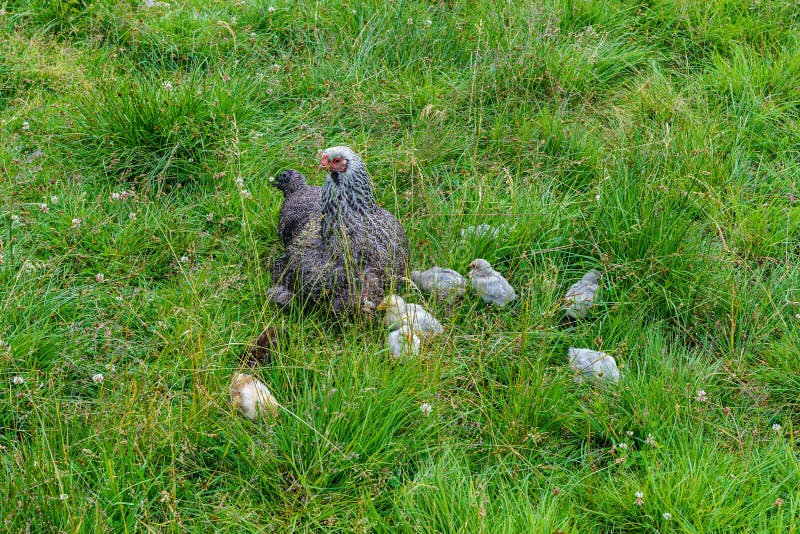 Speckled Hen with Small Chickens Stock Image - Image of farm, beautiful ...