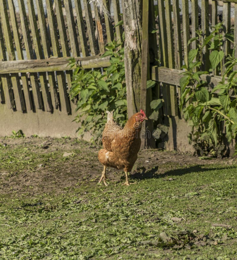 Hen on Spring Garden with Shadows Stock Image - Image of bird, green ...
