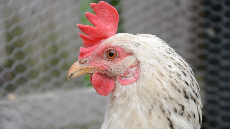 Hen Standing on the Barnyard. Young Chicken Sitting Alone on Barn Yard ...