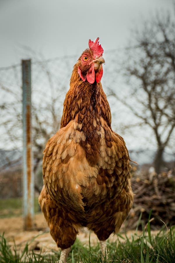Hen Standing on the Green Grass in the Gaden. Hen is Posing To Camera ...