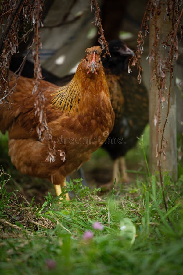 Hen standing in a meadow stock image. Image of field - 252508173